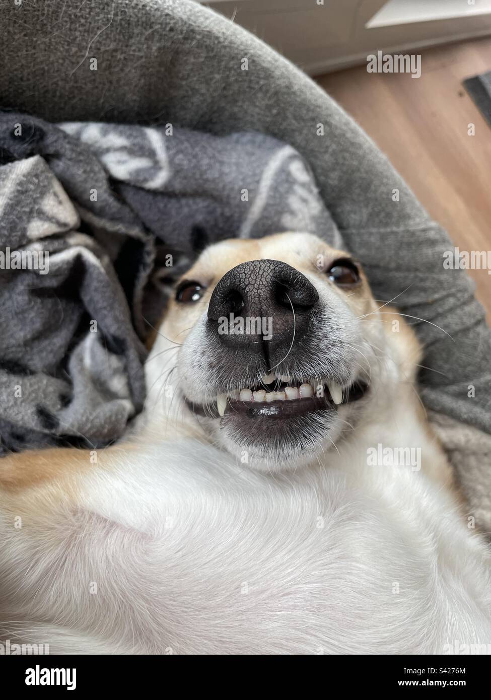 Dog nose boop Stock Photo - Alamy