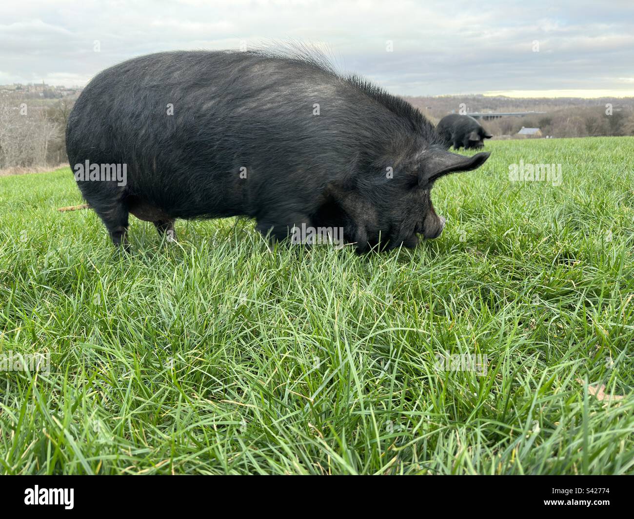 Wild animal farm hi-res stock photography and images - Alamy