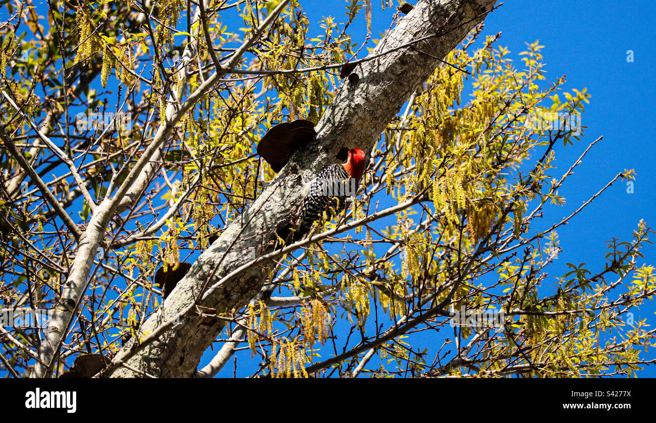 Woodpecker pecking wood hi-res stock photography and images - Alamy