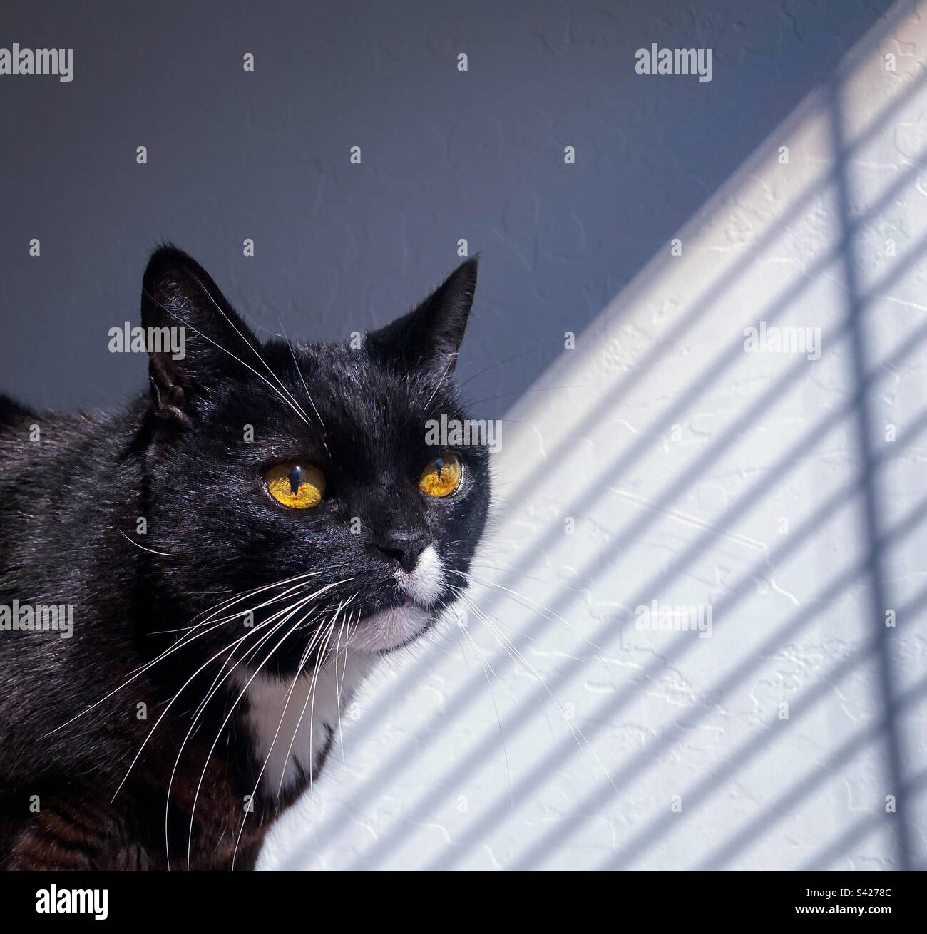 Light cat hi-res stock photography and images - Alamy