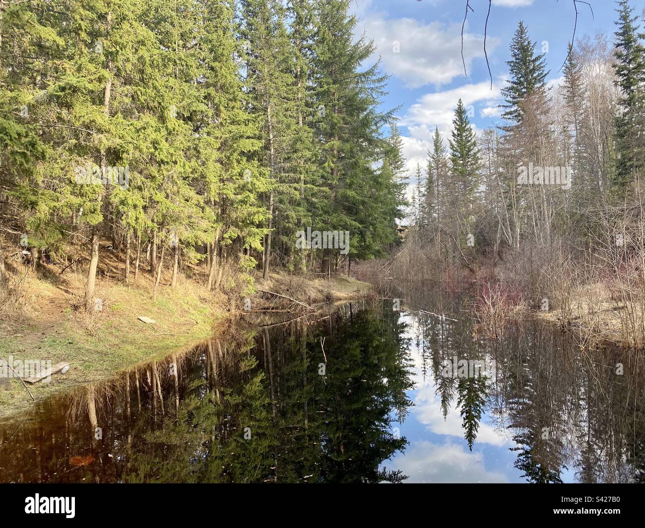 A small taiga river with a reflection of a spruce forest in the water ...