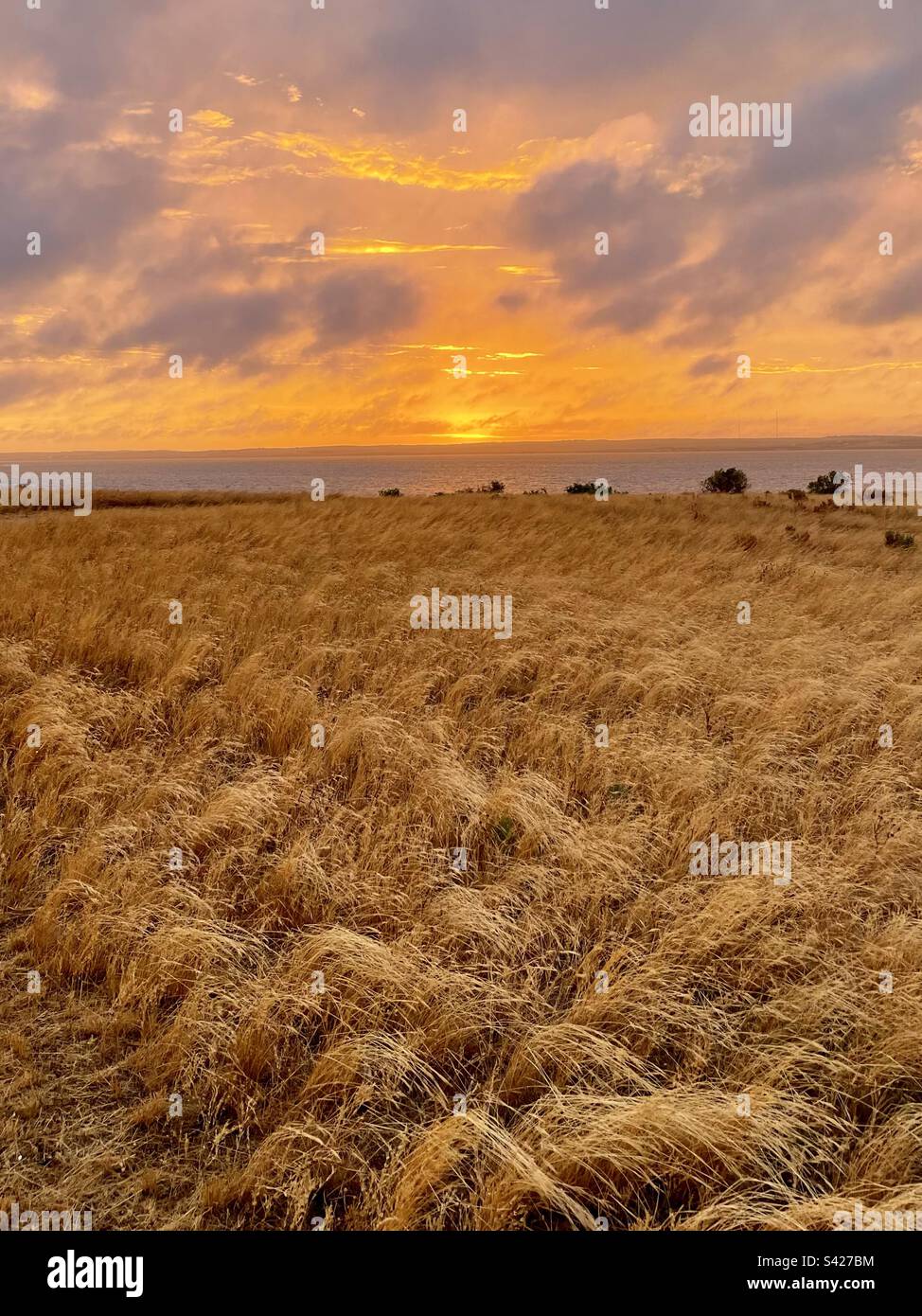 Sunset over grass field and ocean Stock Photo - Alamy