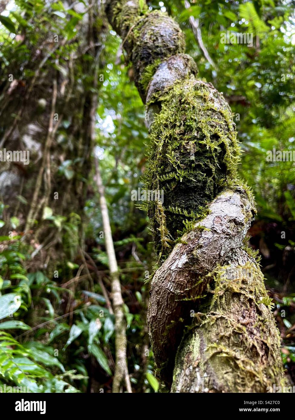 Branches of vines hi-res stock photography and images - Alamy