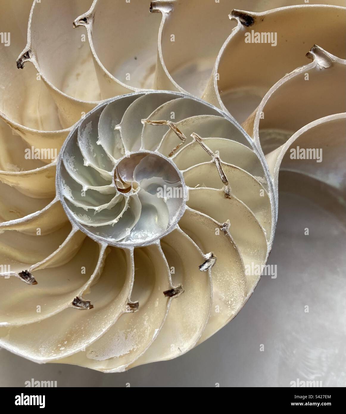 Seashell inside hi-res stock photography and images - Alamy