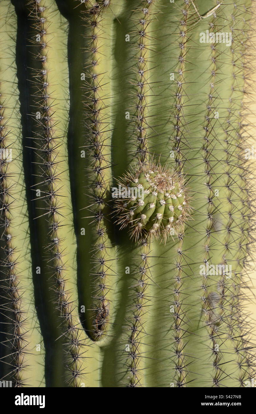 Cute nub of an arm growing on Saguaro Stock Photo - Alamy