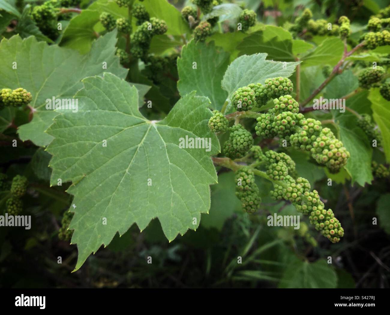American rootstock hi-res stock photography and images - Alamy
