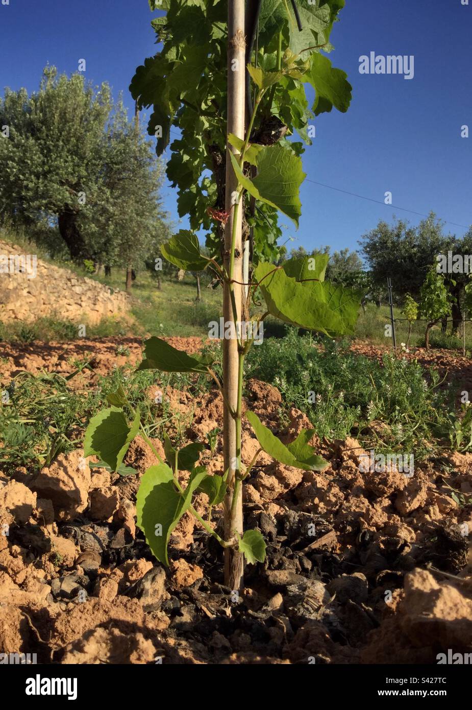 Rootstocks hi-res stock photography and images - Alamy