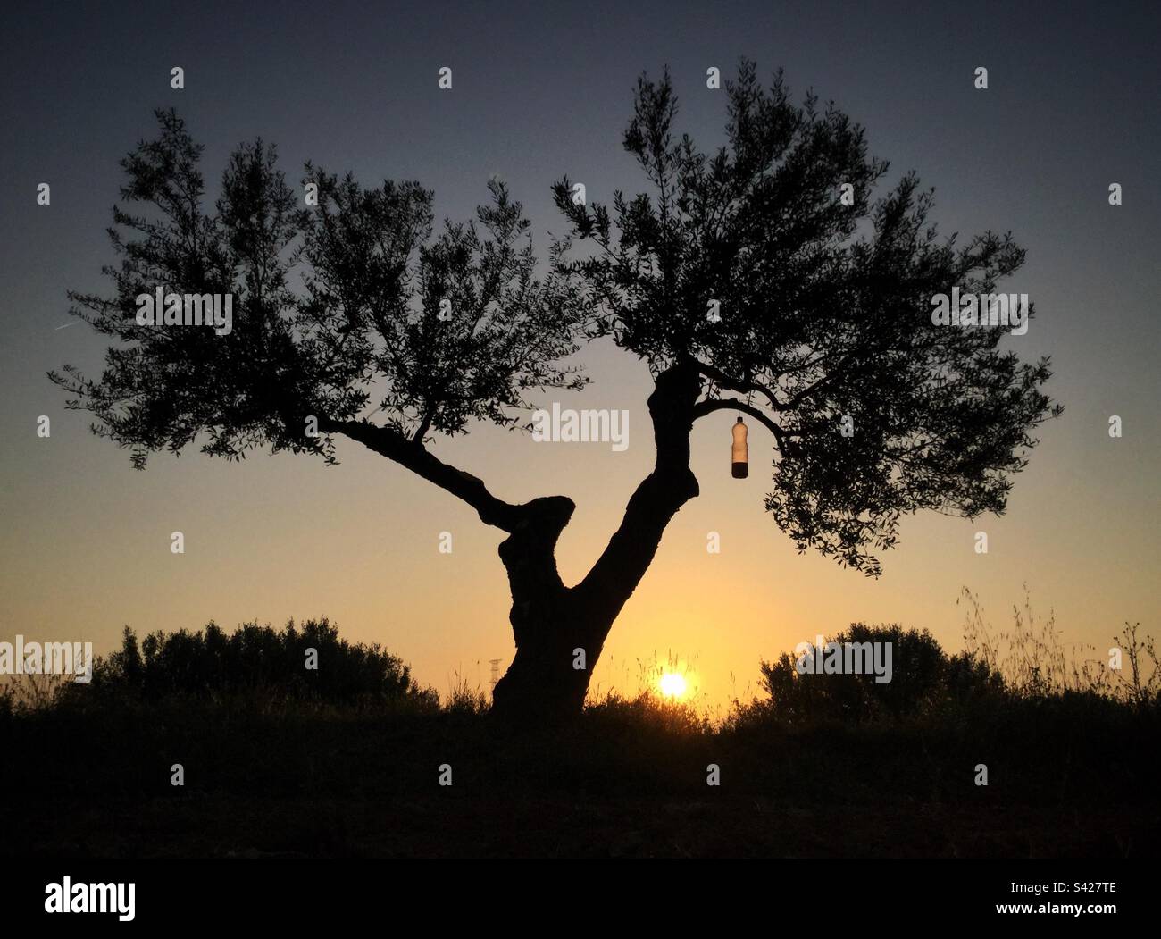 Farga olive tree at sunrise, Catalonia, Spain Stock Photo - Alamy