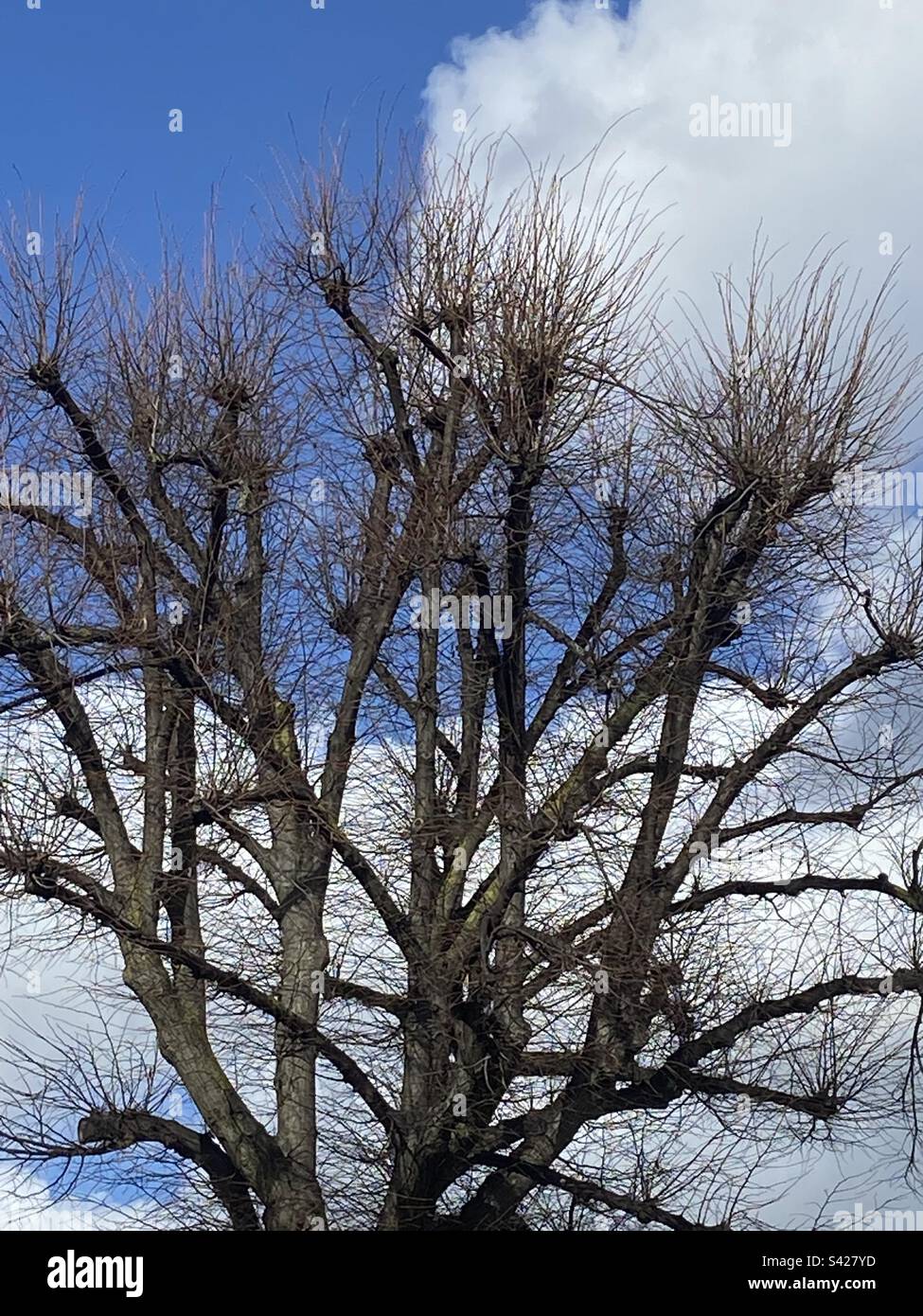 Weird tree hi-res stock photography and images - Alamy