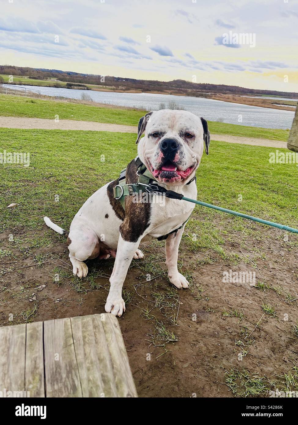 Good boy hi-res stock photography and images - Alamy
