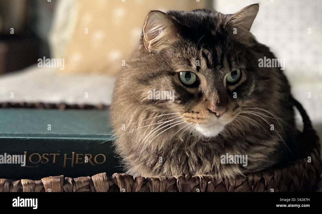 Cat reader hi-res stock photography and images - Alamy