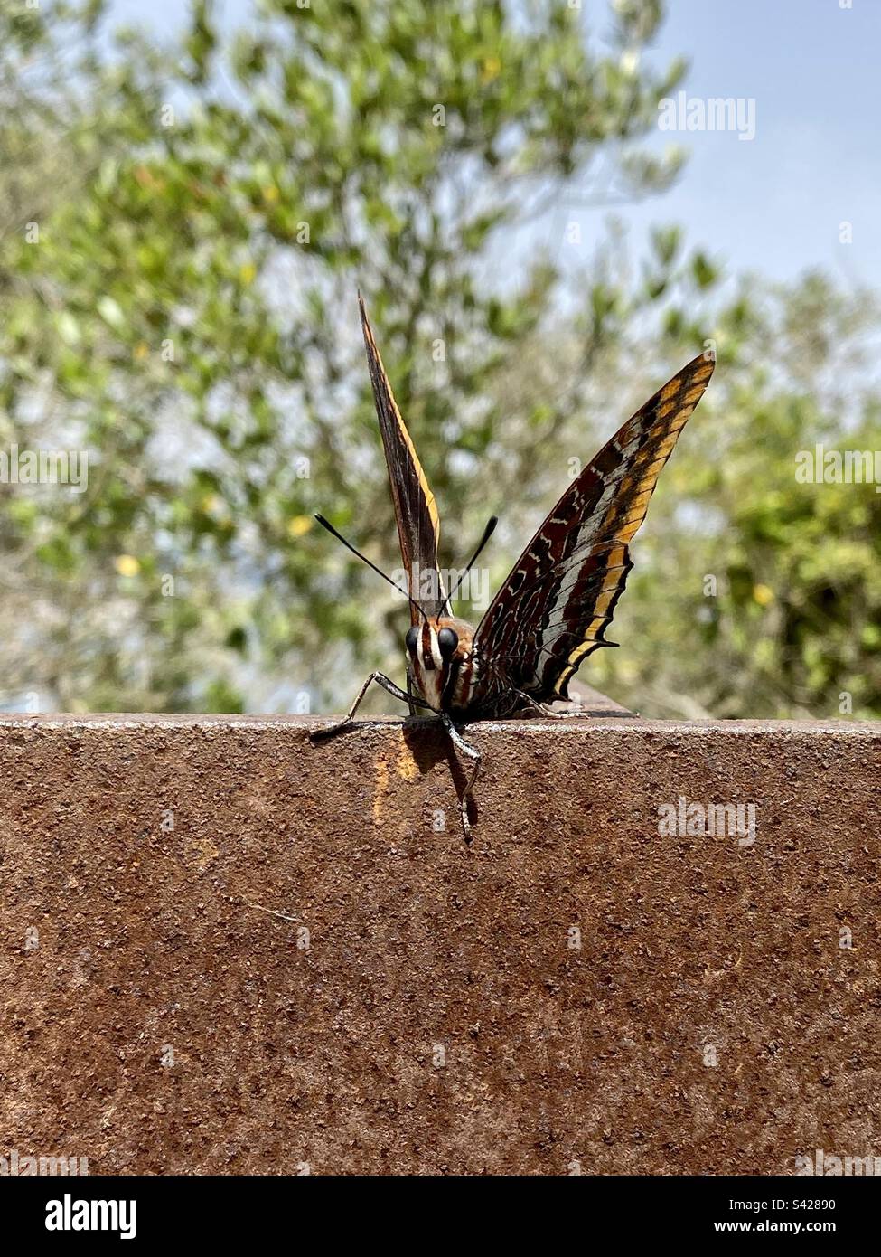 Two tailed pasha butterfly Stock Photo - Alamy