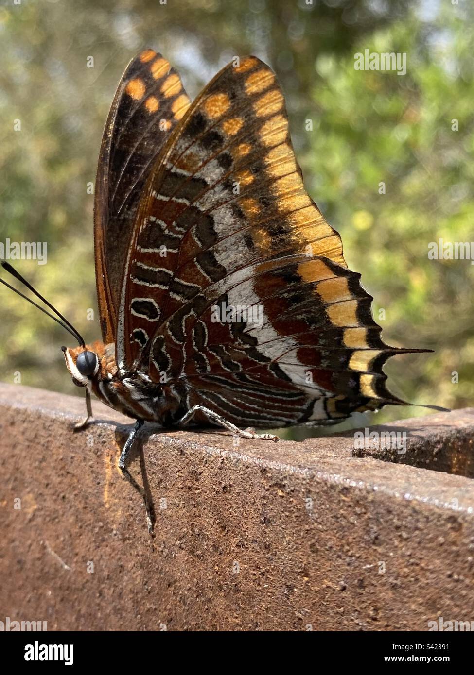 Two tailed pasha butterfly Stock Photo - Alamy