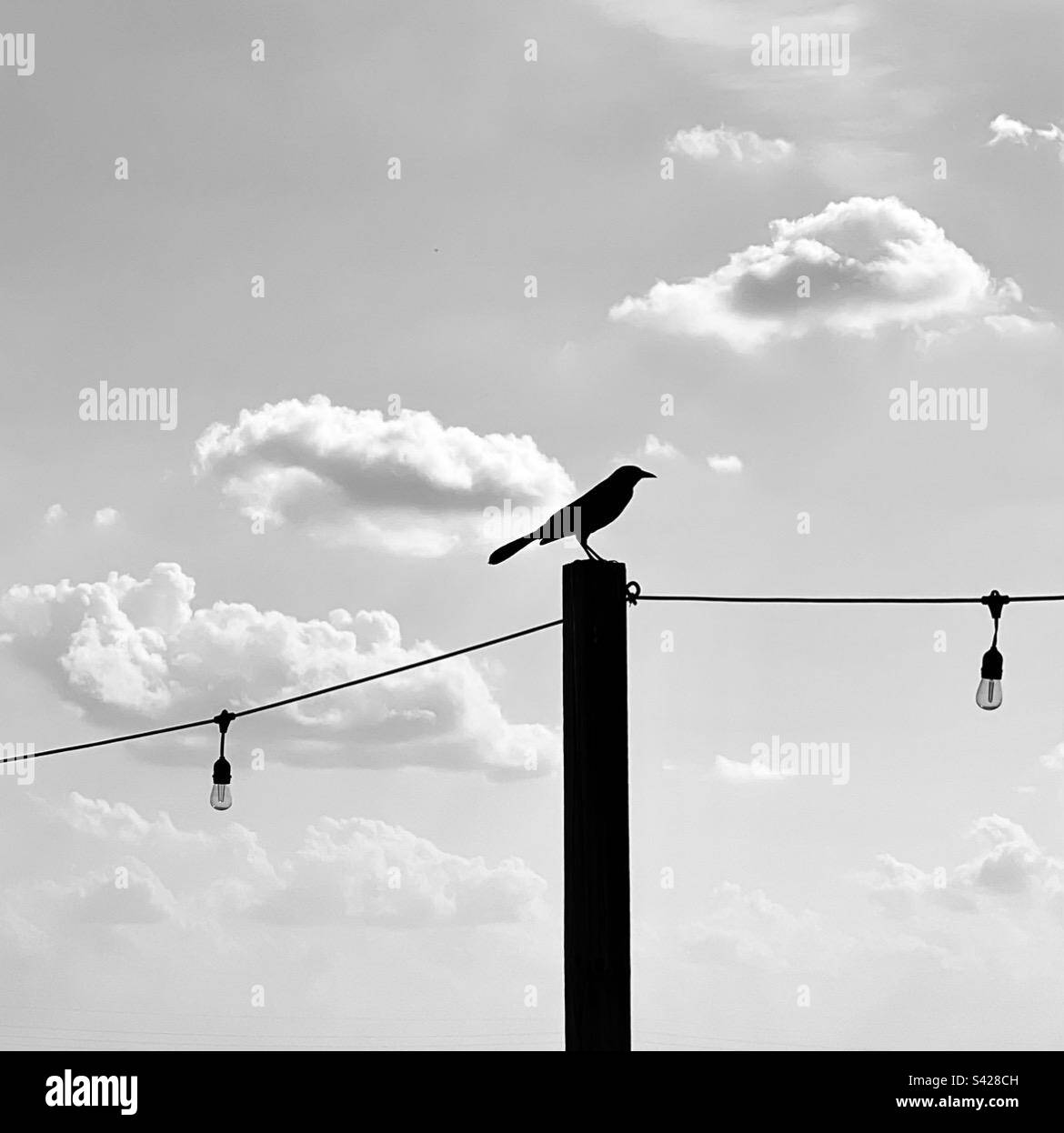 Dramatic bird Black and White Stock Photos & Images - Alamy