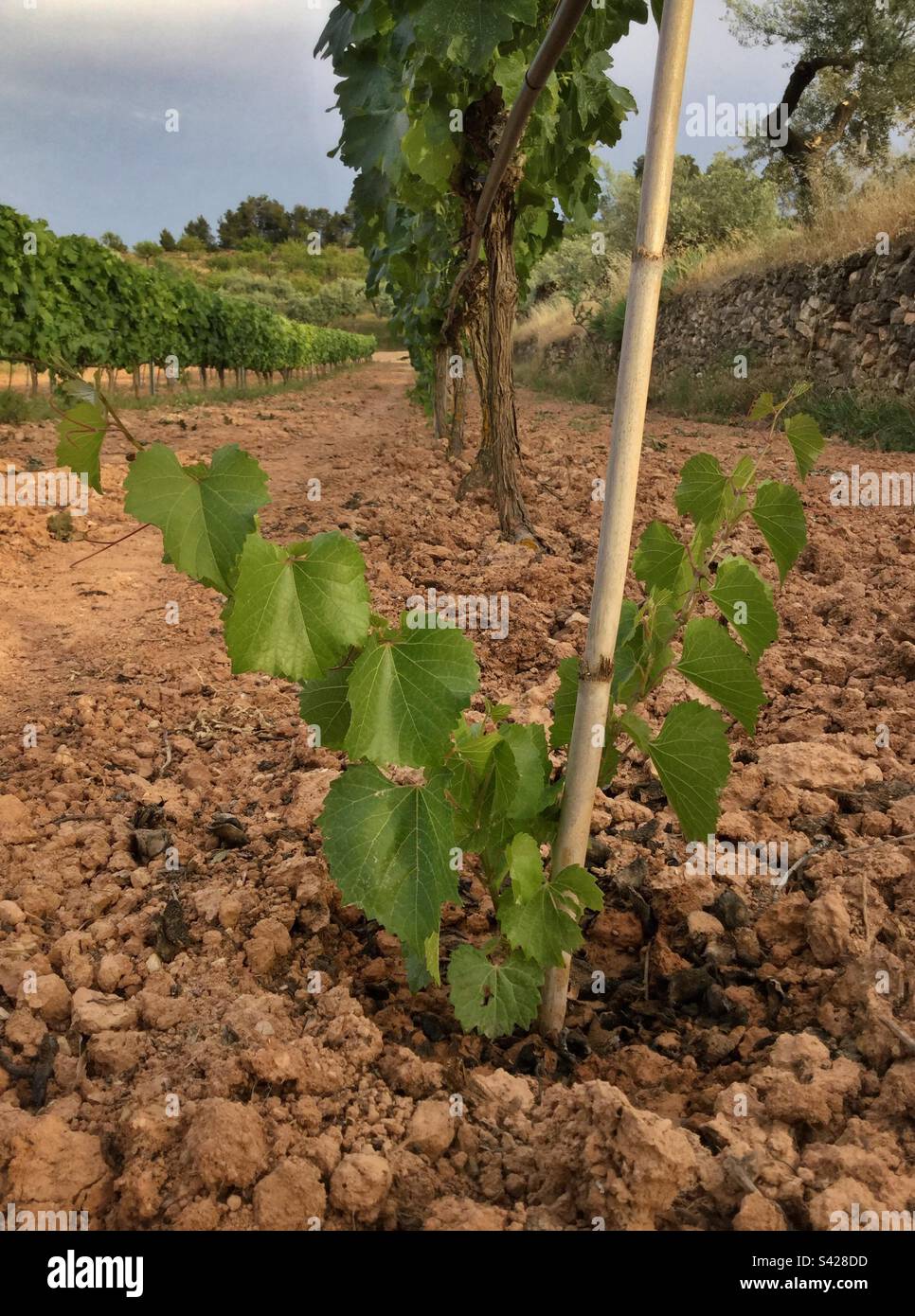 Rootstocks hi-res stock photography and images - Alamy
