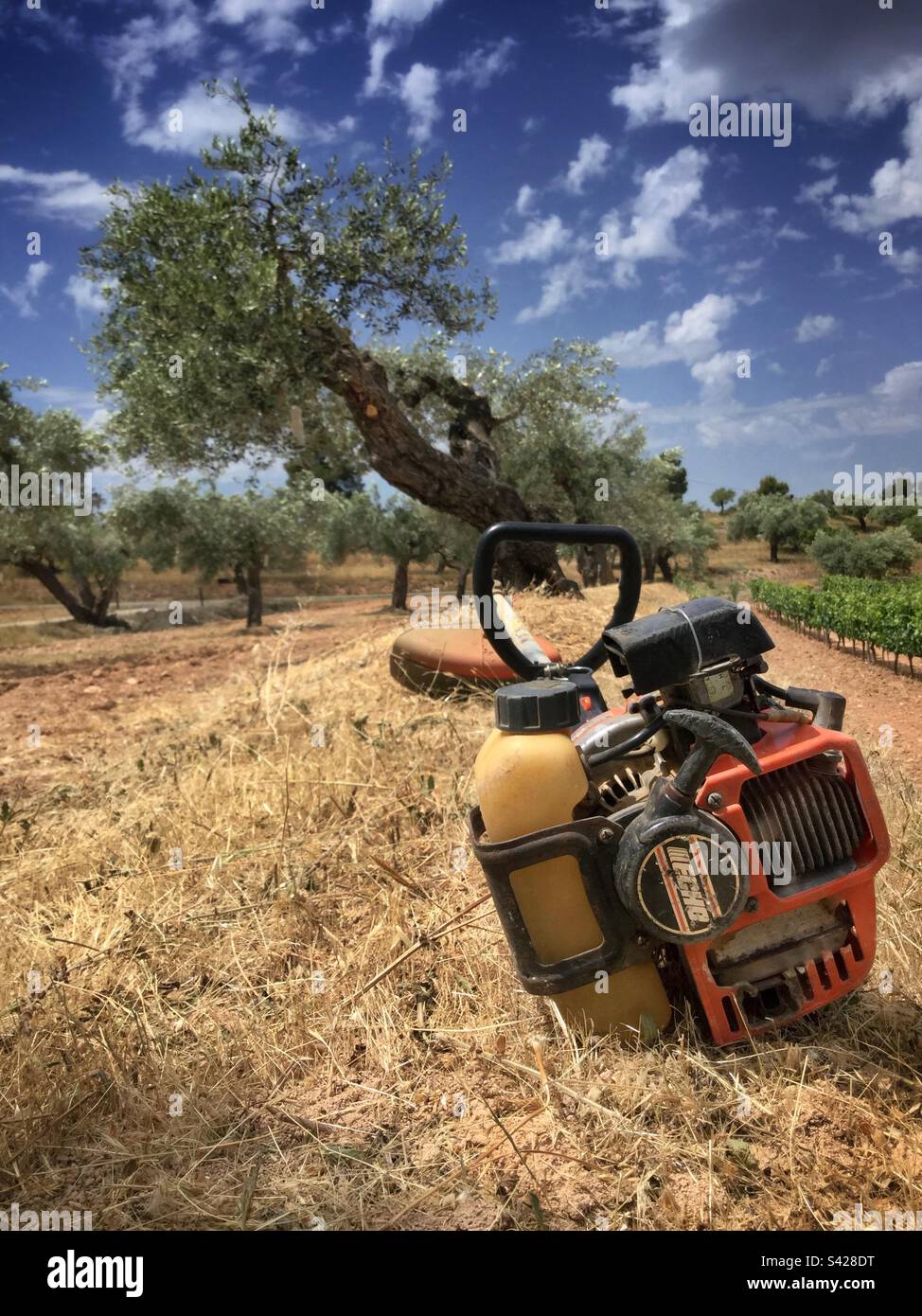 Strimming weeds in the olive grove, Catalonia, Spain Stock Photo - Alamy