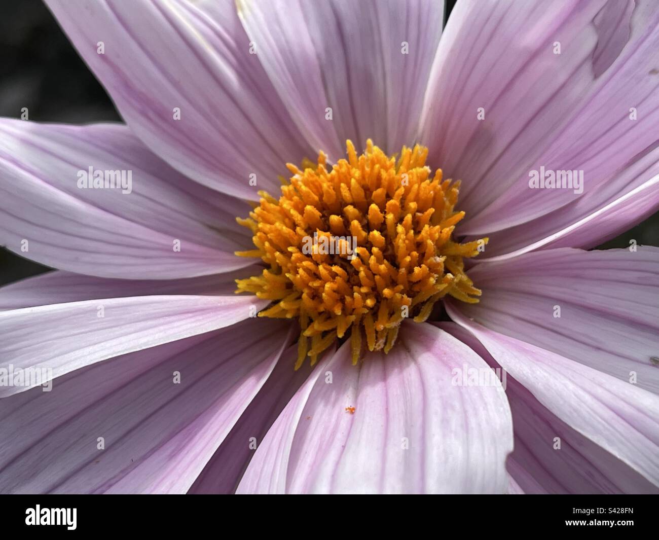 Big pink petals hi-res stock photography and images - Alamy