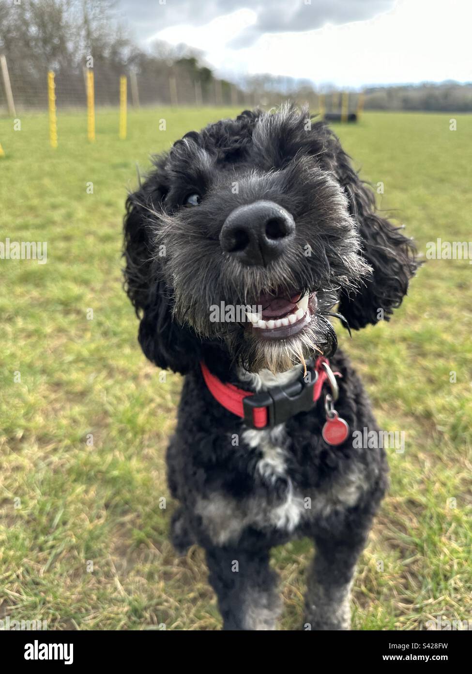 Smiling cockapoo hi-res stock photography and images - Alamy