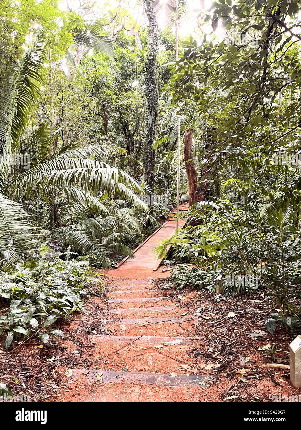 Pathway through rainforest Stock Photo - Alamy