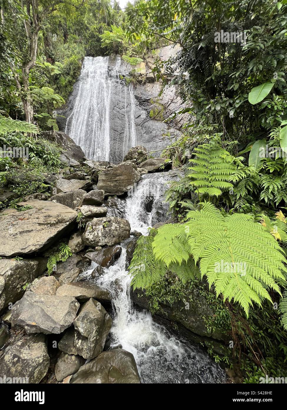 Waterfall at the Yunque rainforest, Puerto Rico Stock Photo - Alamy