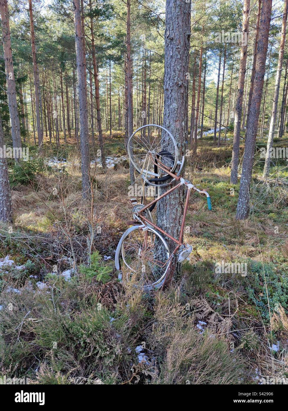 Bicycle on a tree Stock Photo - Alamy