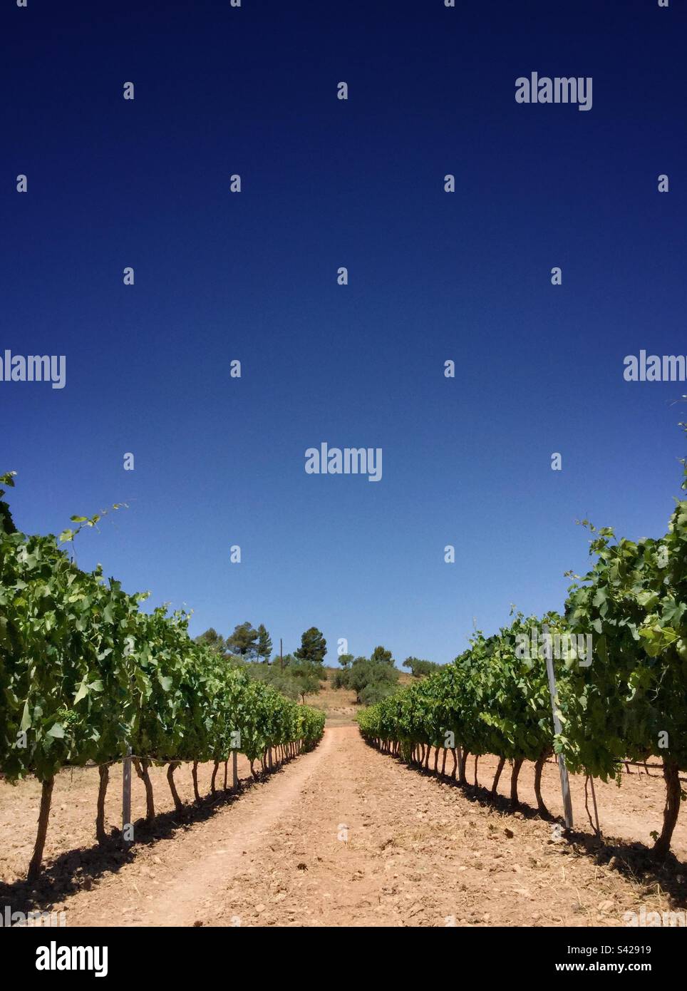 Syrah vineyard, Catalonia, Spain Stock Photo - Alamy