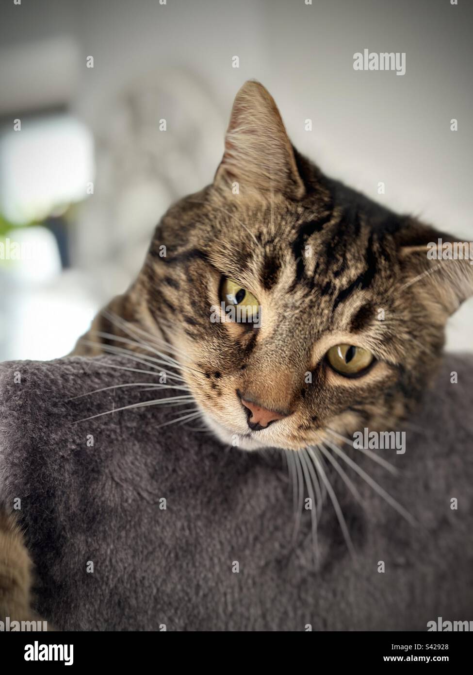 Relaxing cat hi-res stock photography and images - Alamy