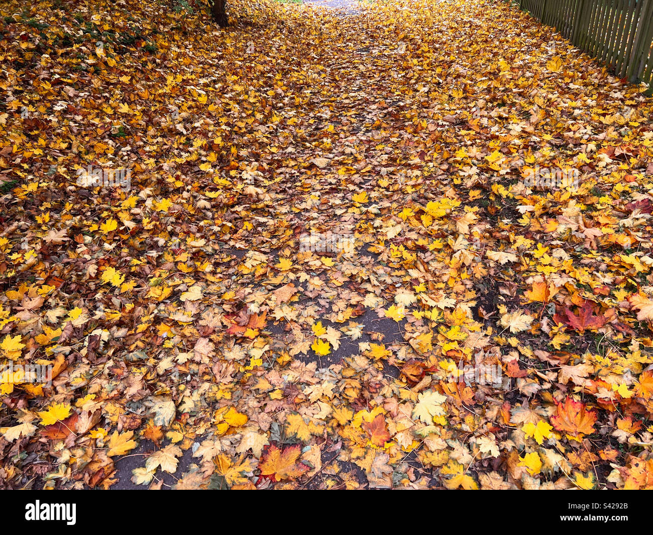 Autumn fall leaves on the ground Stock Photo - Alamy