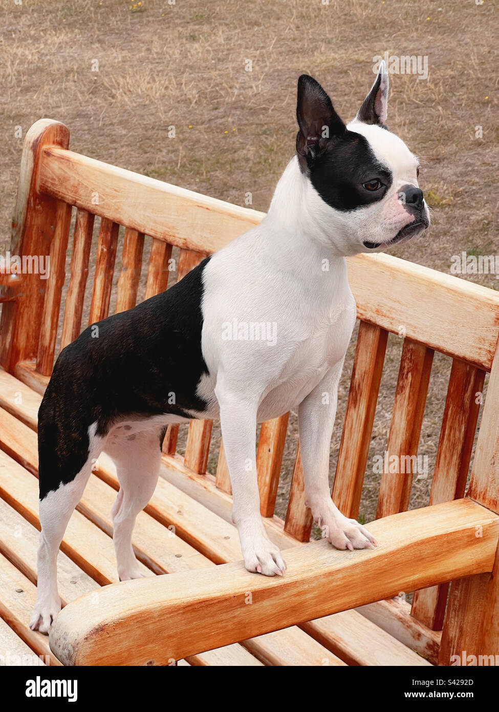 Boston Terrier dog standing on a wooden park bench Stock Photo - Alamy