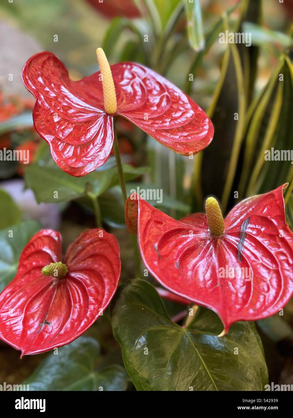 Anthurium flower blooms Stock Photo - Alamy