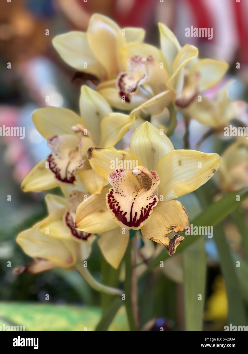 Tropical yellow plants hi-res stock photography and images - Alamy