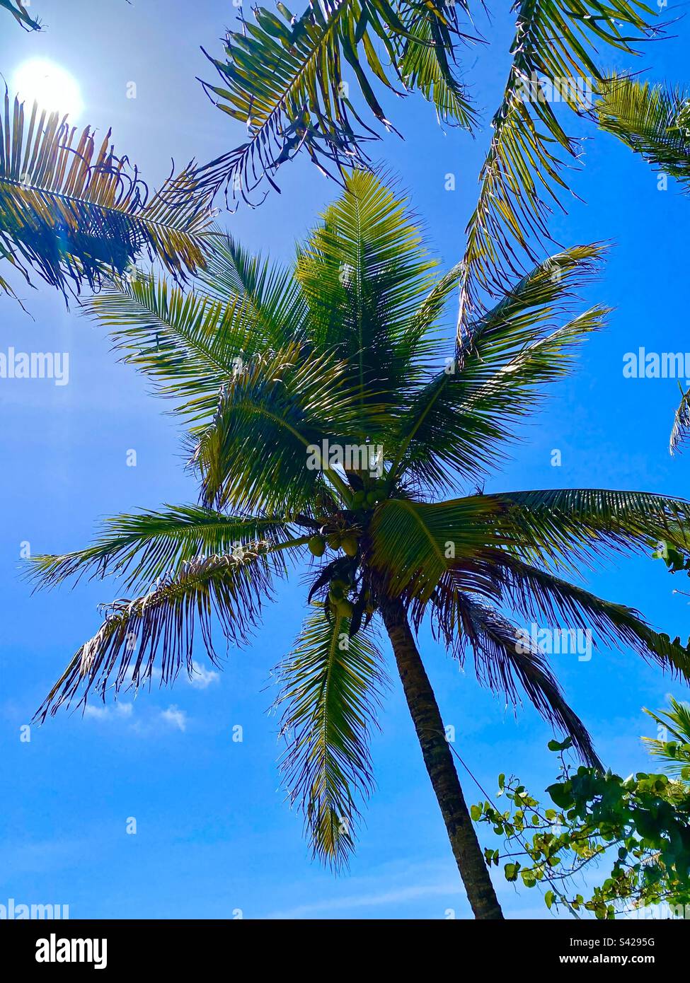 Sun shining through the top of a palm tree, Belize Stock Photo - Alamy