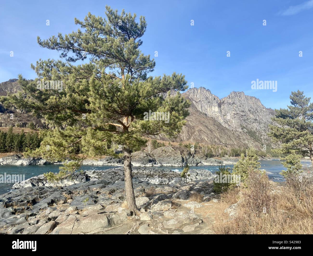 Altai big trees hi-res stock photography and images - Alamy