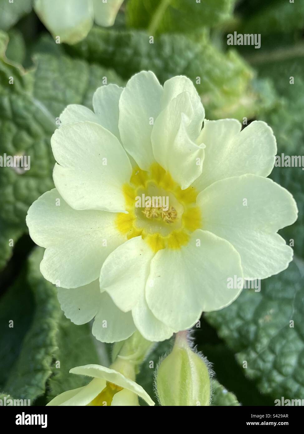Primrose hedgerow hi-res stock photography and images - Alamy