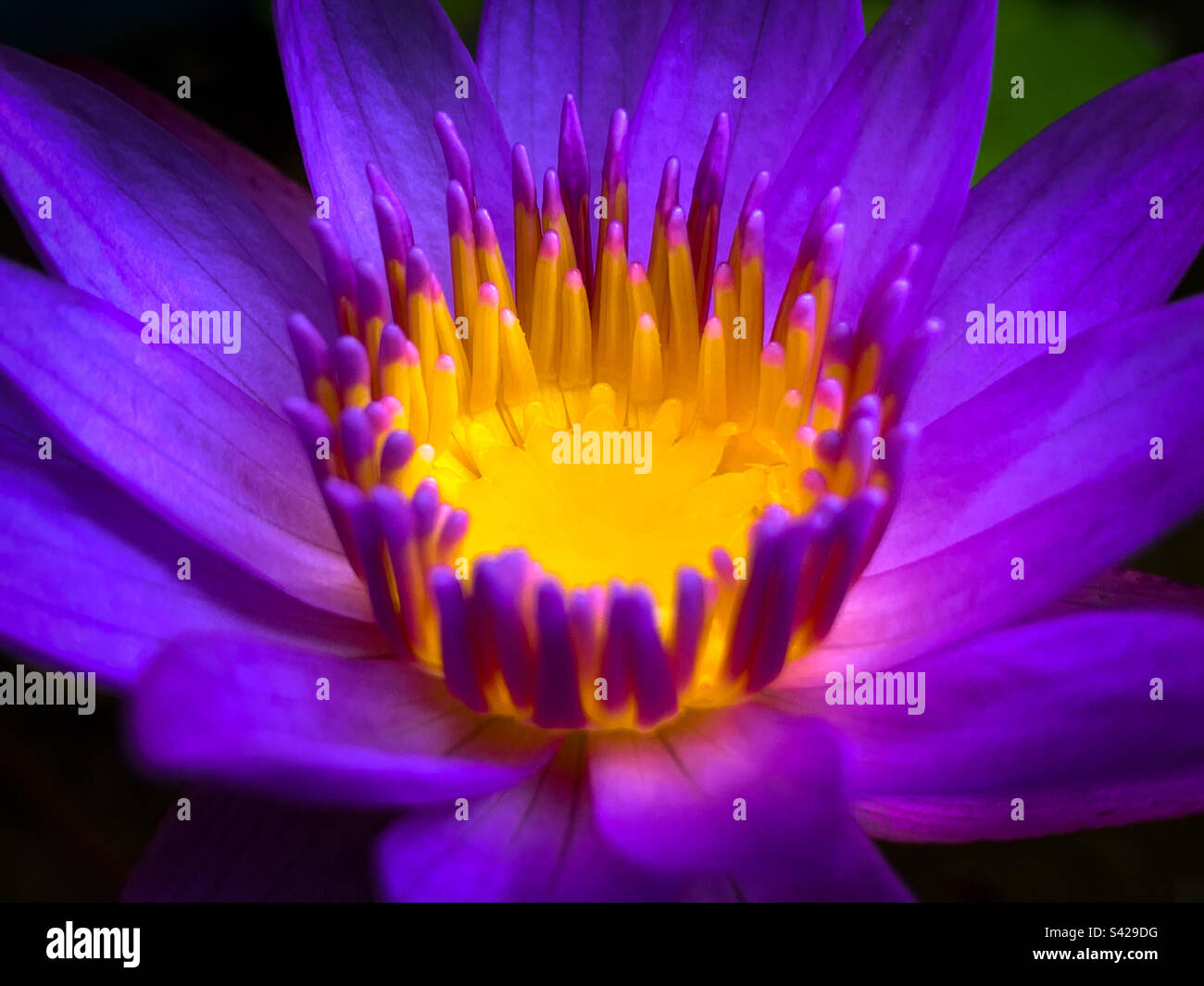 The blue lotus cover hi-res stock photography and images - Alamy