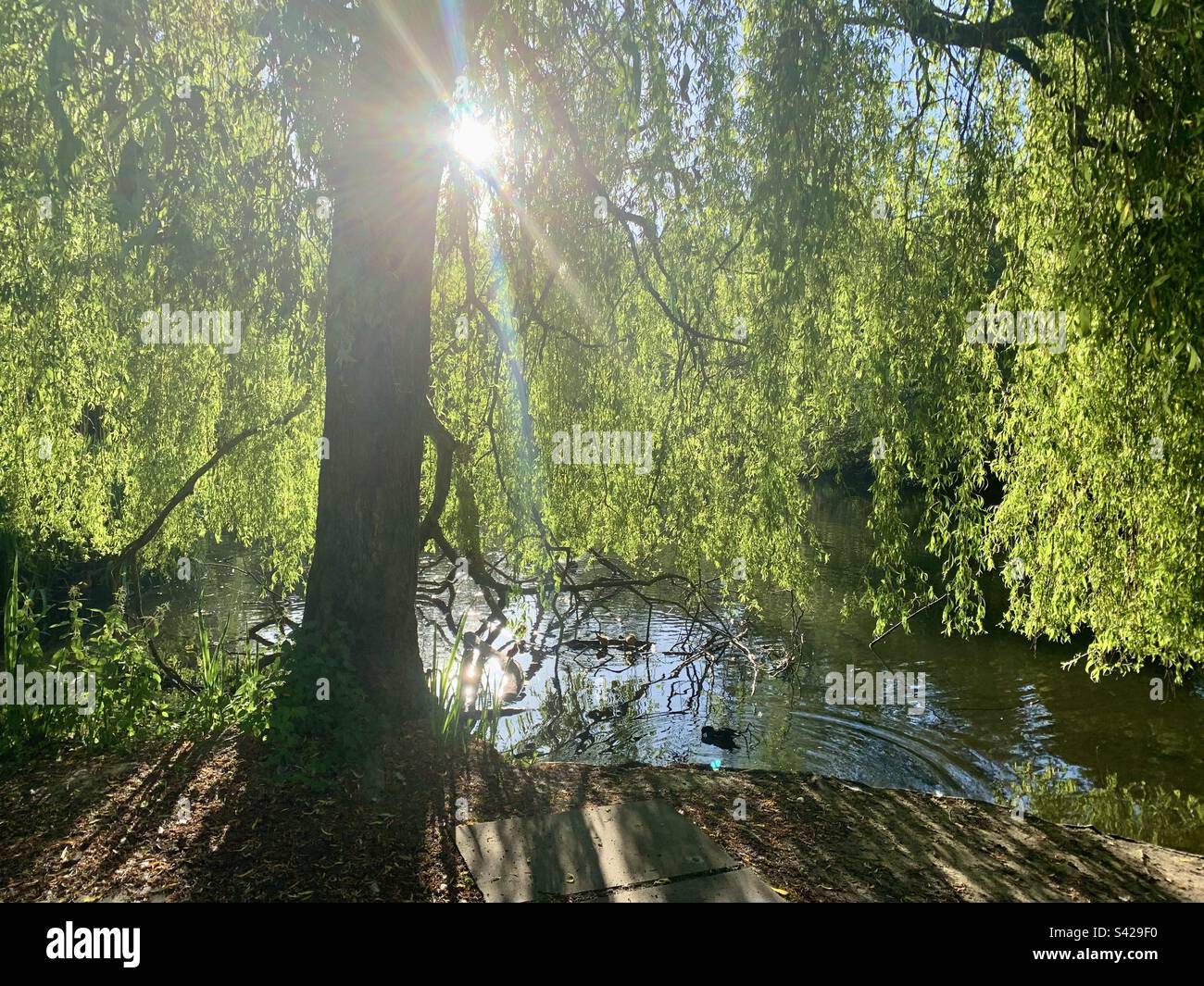 Tree over water hi-res stock photography and images - Alamy