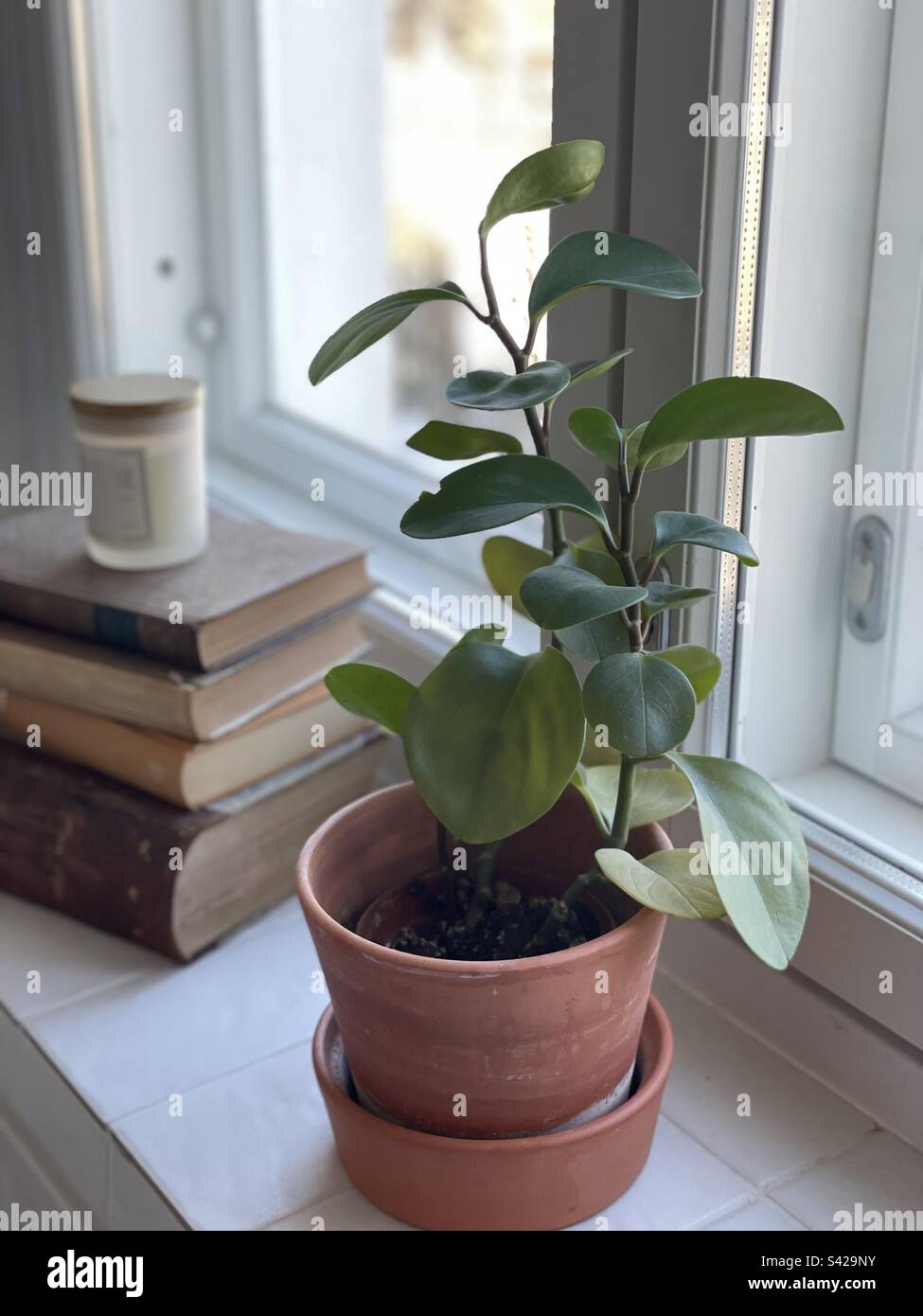 Pile of books and a plant on deep window sill. Composition on window ...