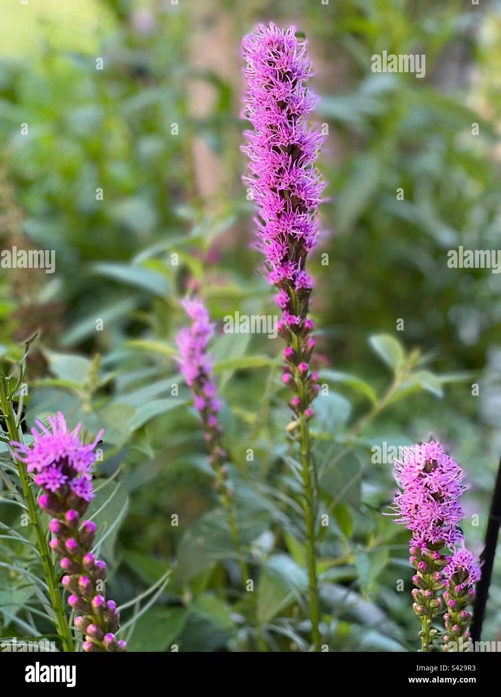 Blazing star blooms hi-res stock photography and images - Alamy