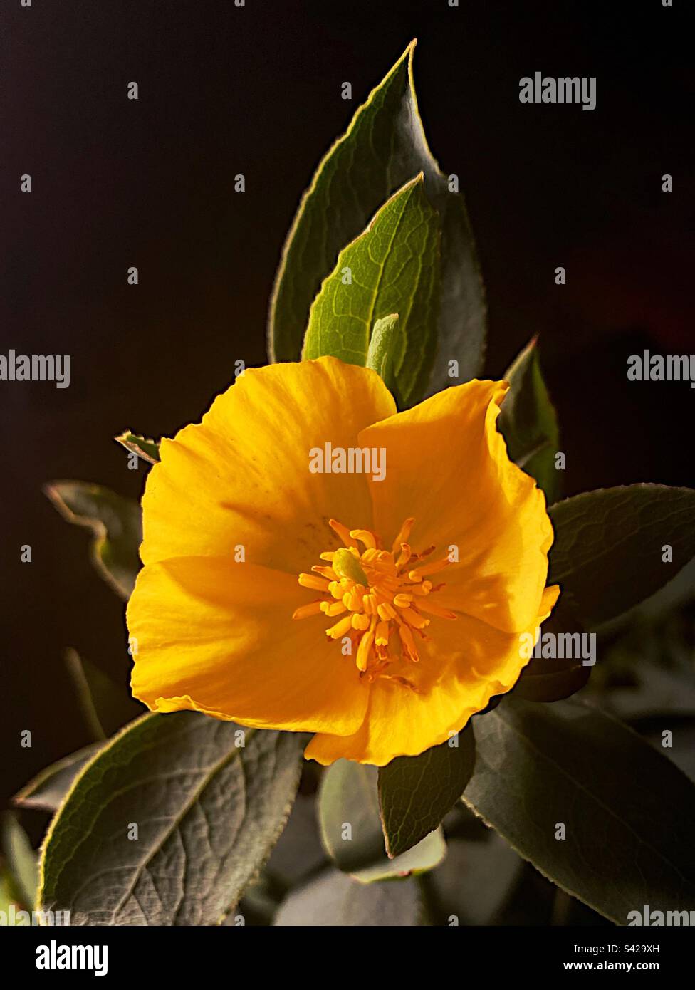 California poppy closeup hi-res stock photography and images - Alamy