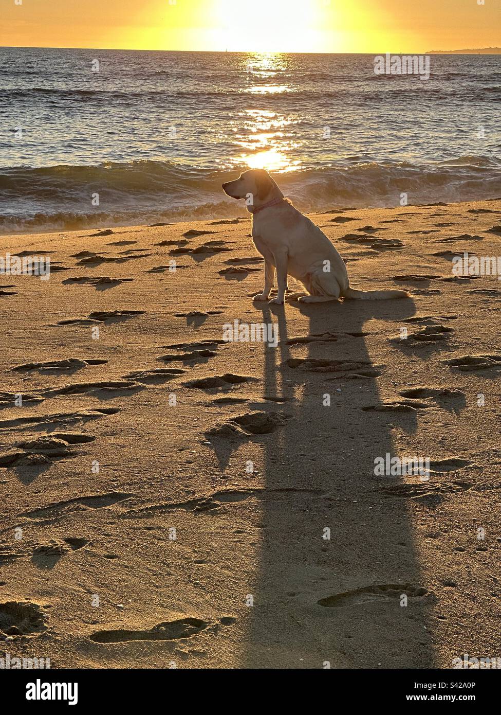 Lab at sunset hi-res stock photography and images - Alamy