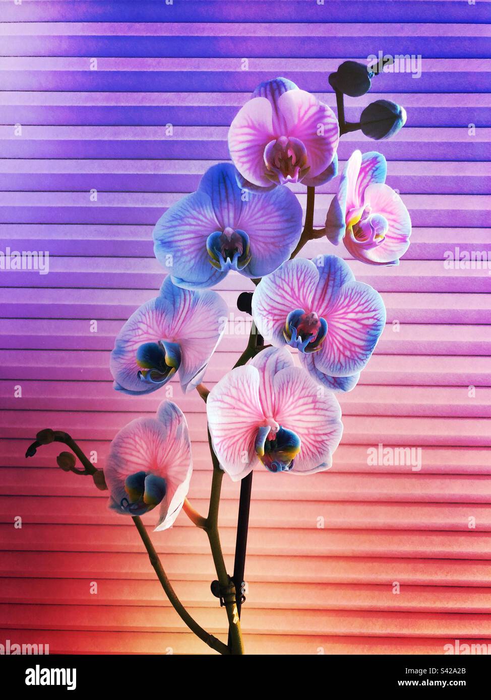 Orchid flowers in full bloom Stock Photo - Alamy