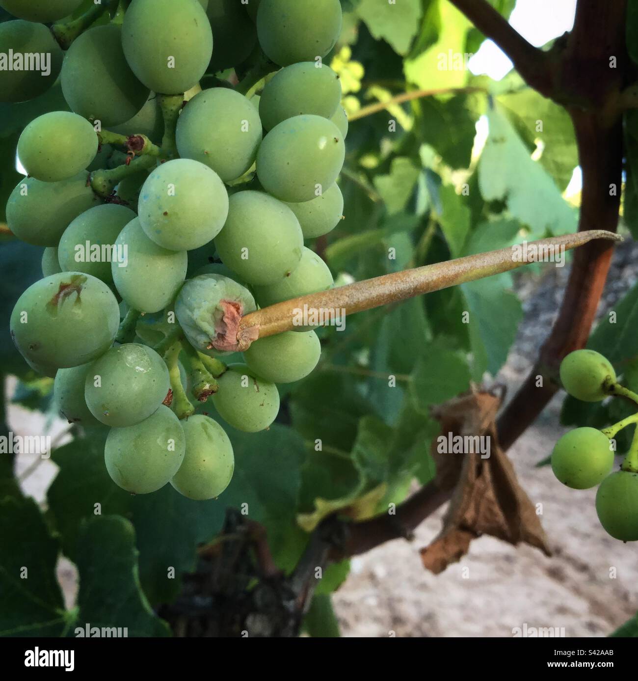 Wind damage to Syrah grapes ripening on the vine, Catalonia, Spain ...