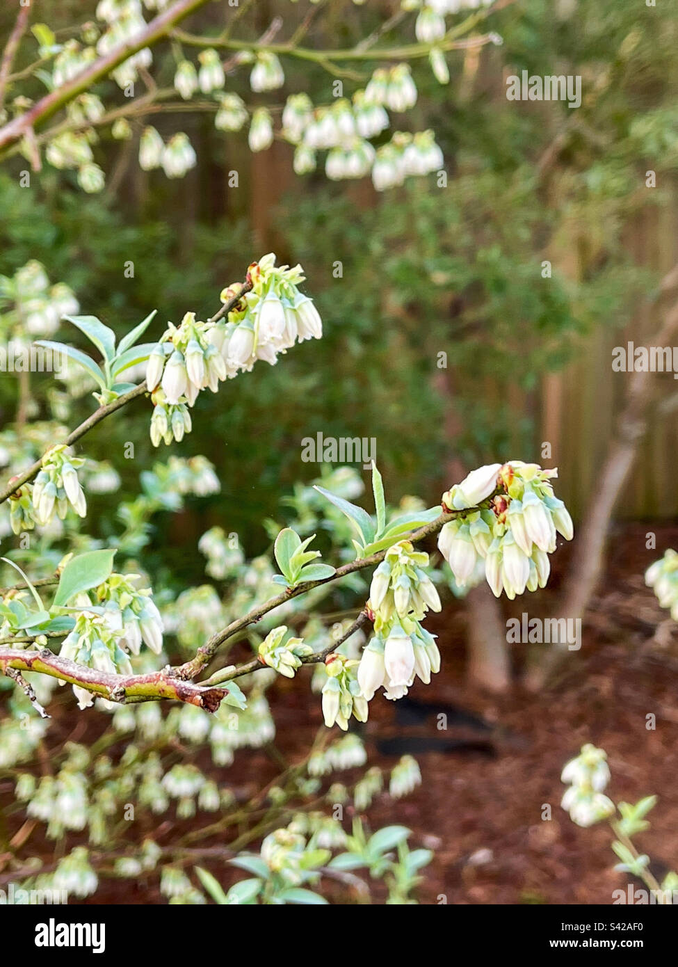 Bunch of blueberry flower blossoms Stock Photo - Alamy