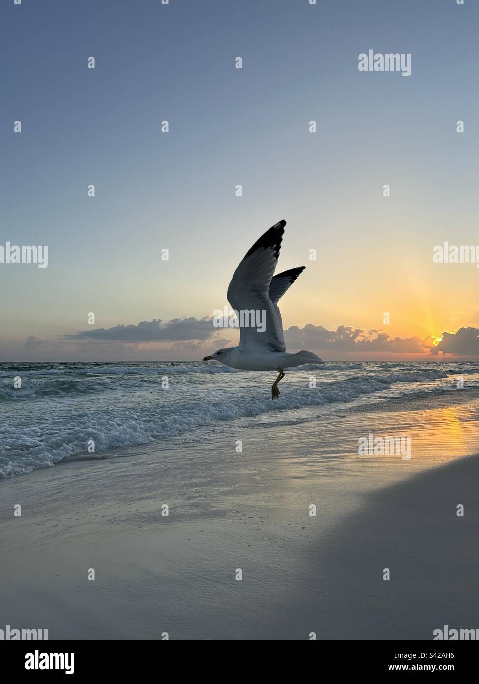 Flying seagull beach sunset smartphone stock photos and images - Alamy