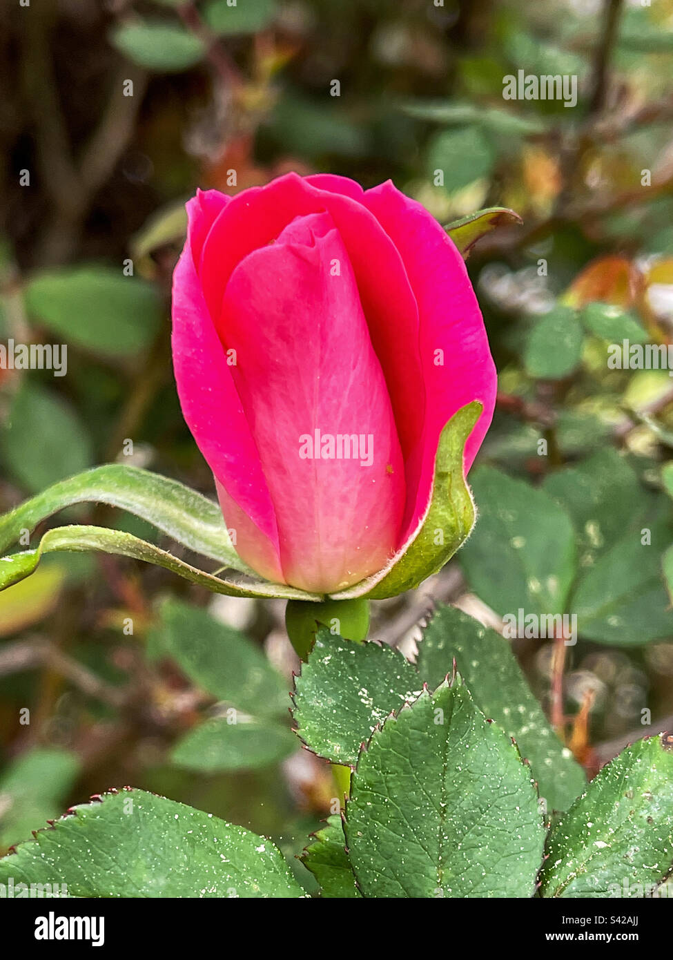 Dark pink rose bud hi-res stock photography and images - Alamy