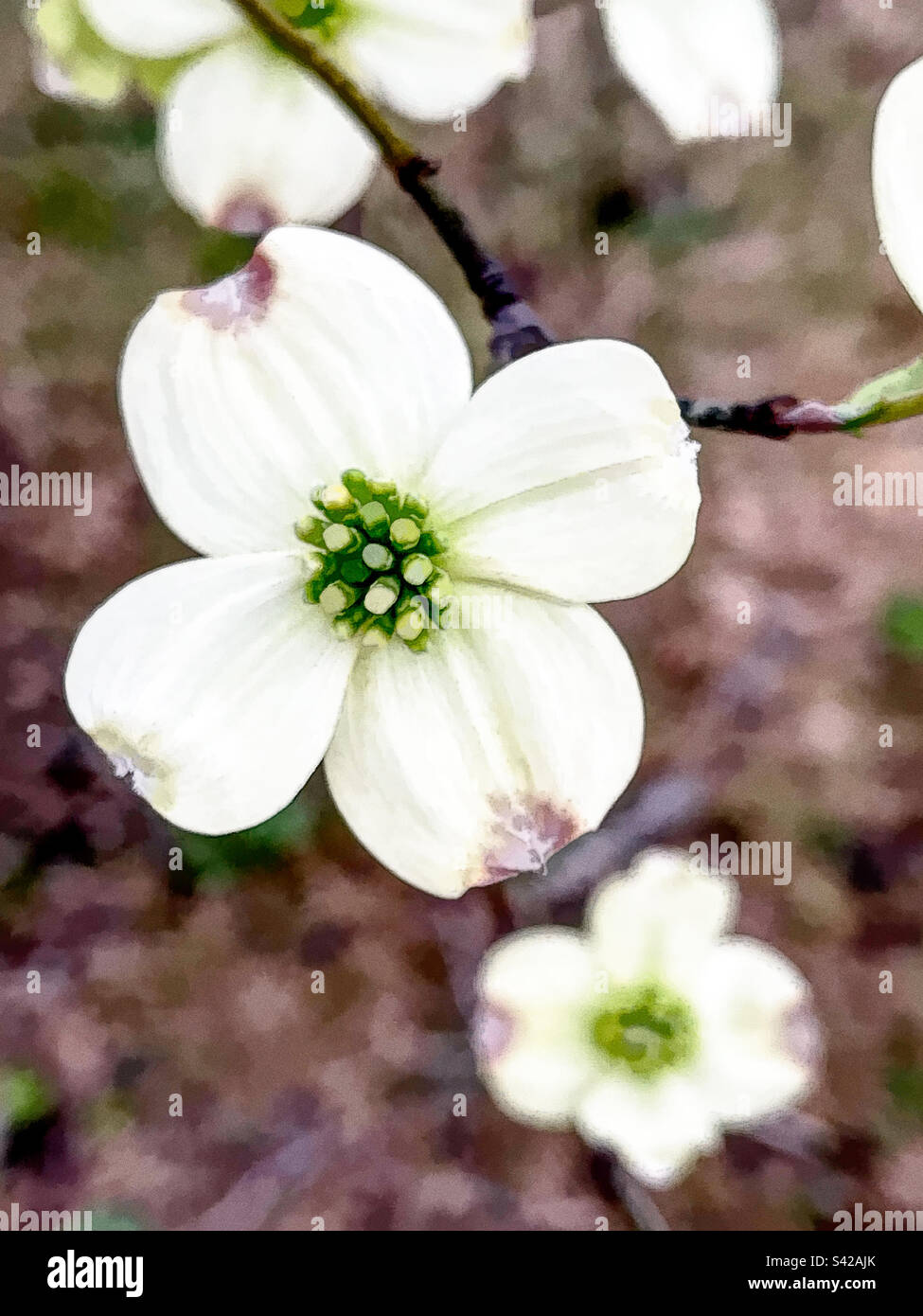 Clustered white flowers hi-res stock photography and images - Alamy