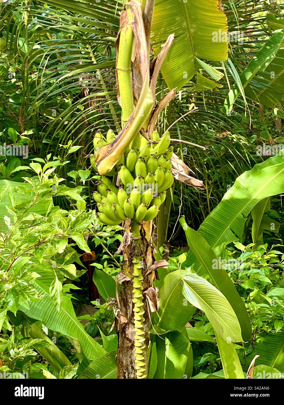 Manzano Banana Tree