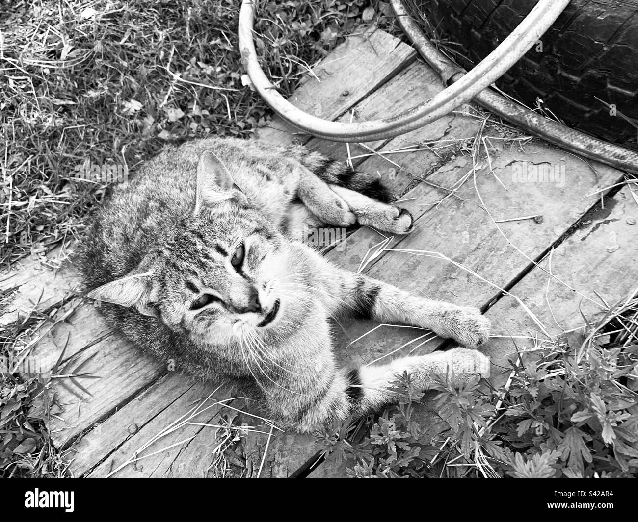 Country cat hi-res stock photography and images - Alamy
