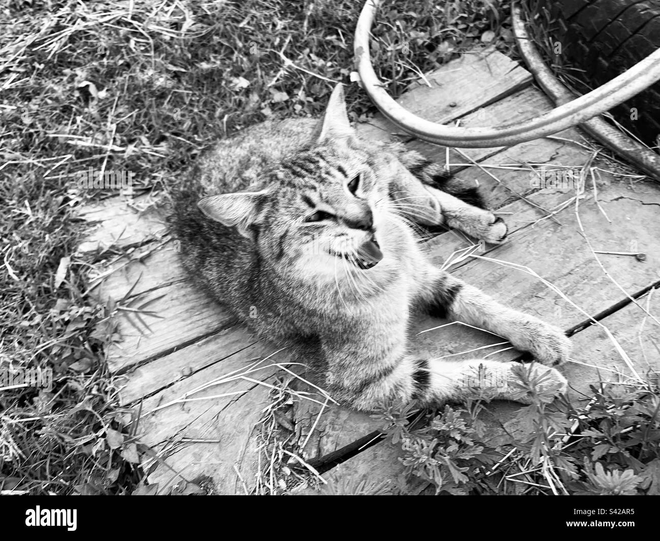 Country cat hi-res stock photography and images - Alamy