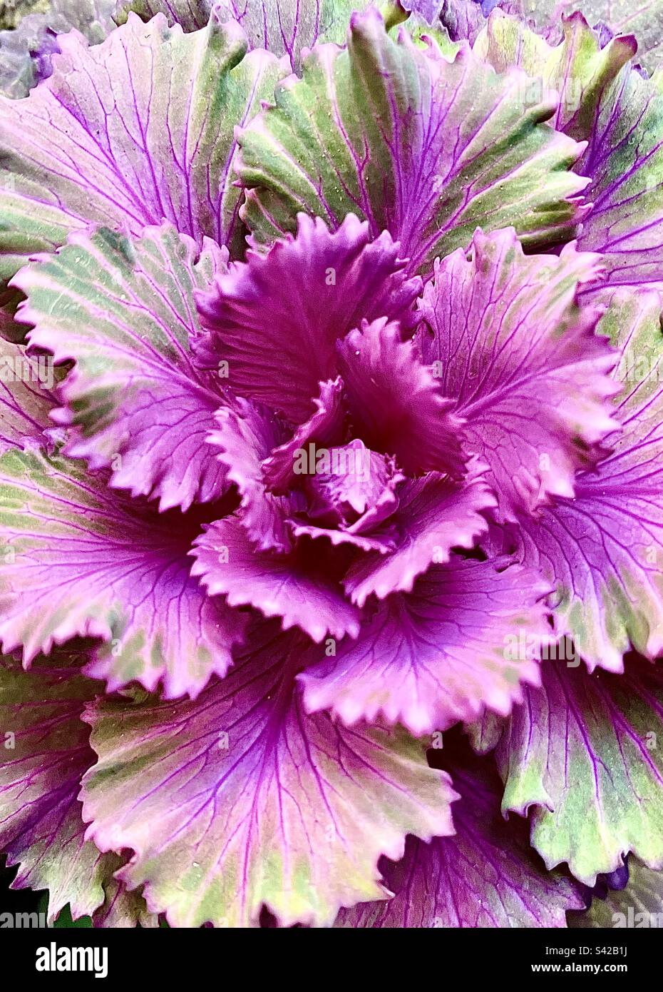 Cabbage plant hi-res stock photography and images - Alamy
